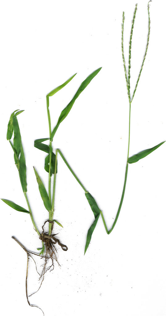 Tropical Finger-grass (Nash Prairie Plants List) · iNaturalist