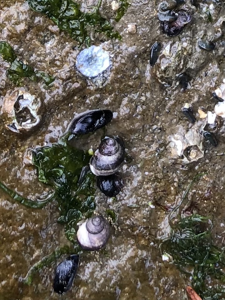 Sitka Periwinkle from English Bay, Vancouver, CA on October 2, 2021 at ...