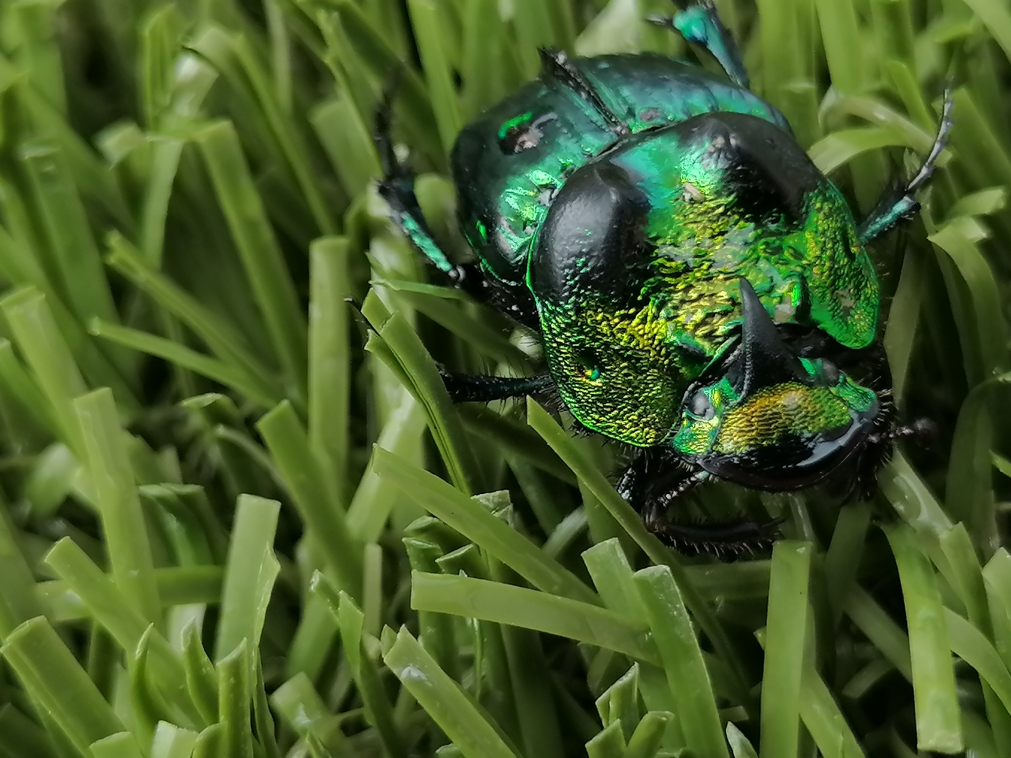 Phanaeus demon Castelnau, 1840