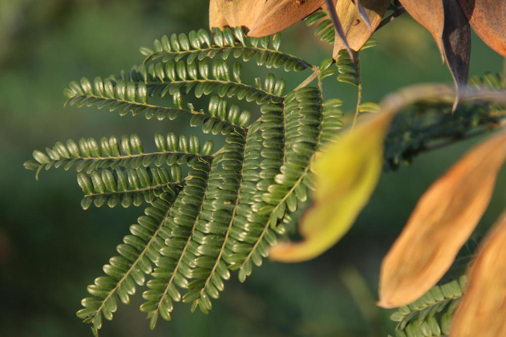 Weeping wattle (Peltophorum africanum) - Botanical Realm
