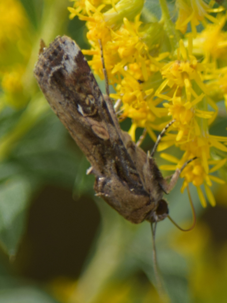 Fall Armyworm Moth from Allen County, IN, USA on September 30, 2021 at ...