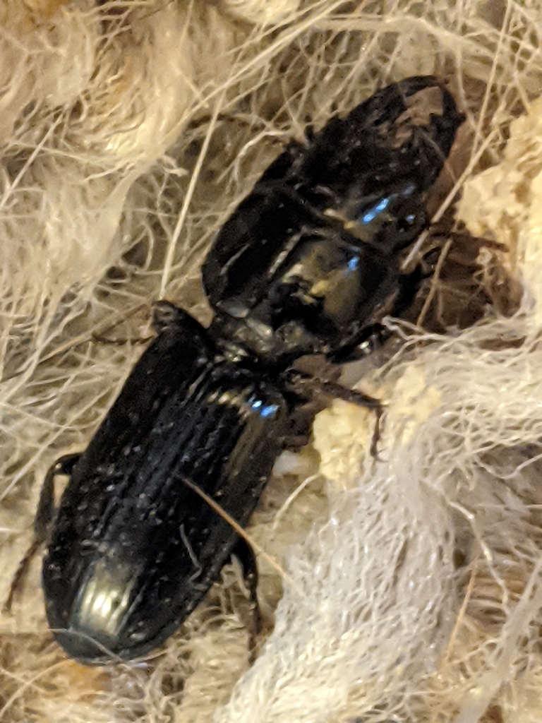 Big-headed Ground Beetle from Allen, Indiana, United States on October ...