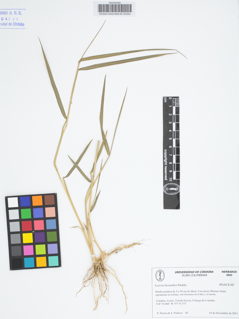 Native rice grass (Nash Prairie Plants List) · iNaturalist