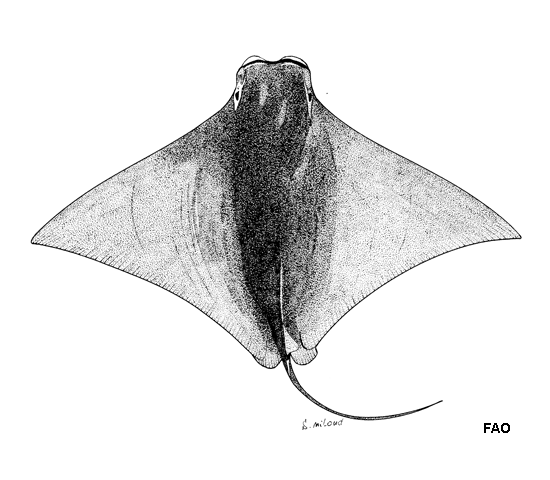 Australian Cownose Ray (Rhinoptera neglecta) - Marine Life Identification