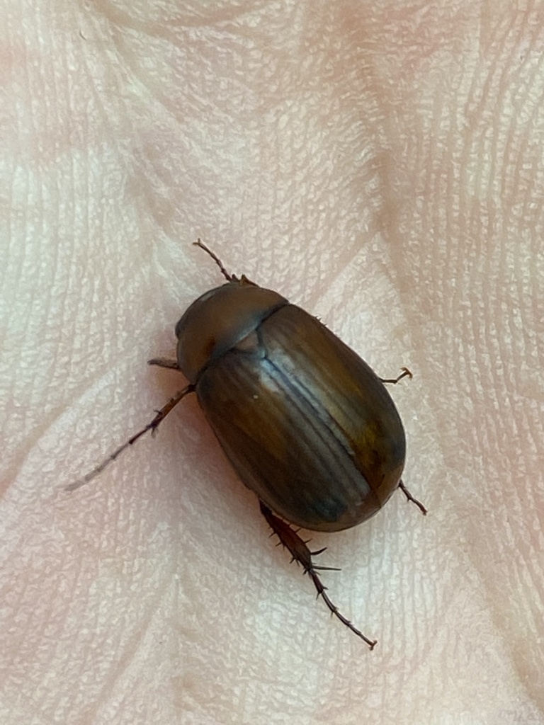 Asiatic Garden Beetle from Ch Soles, West Brome, QC, CA on October 2 ...