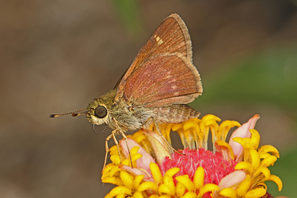 Crossline Skipper (Butterflies and Skippers of GSMNP) · iNaturalist Australia