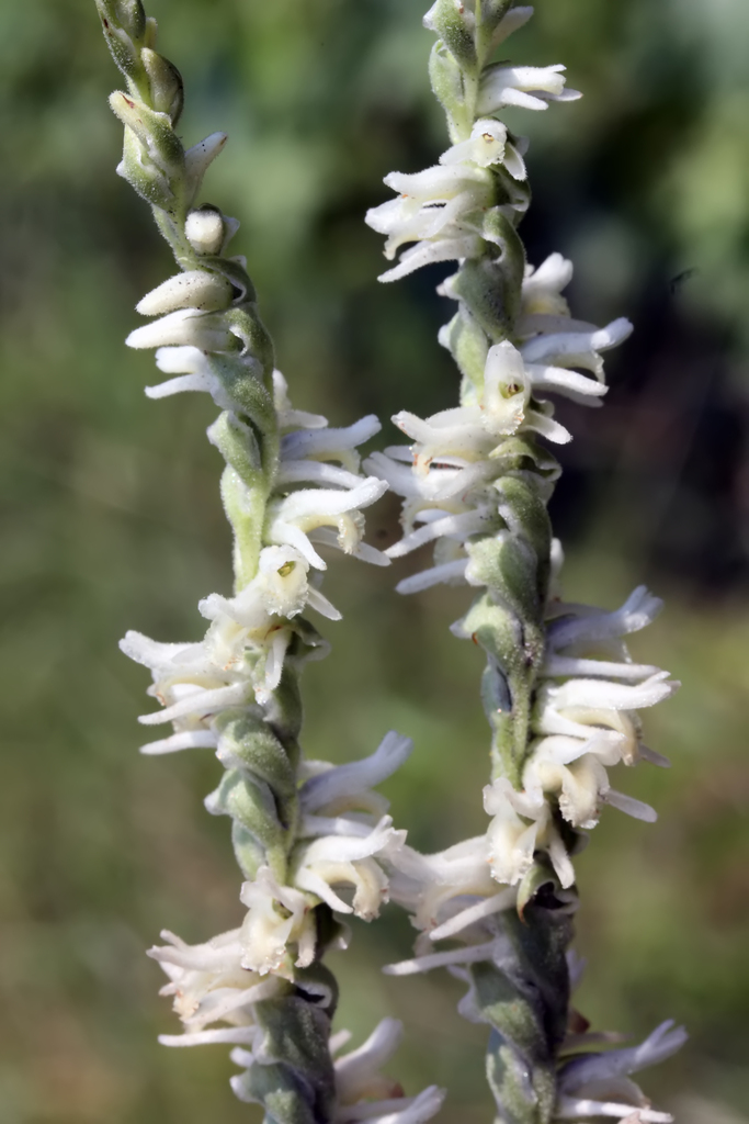 Spring Ladies' Tresses (Nash Prairie Plants List) · iNaturalist