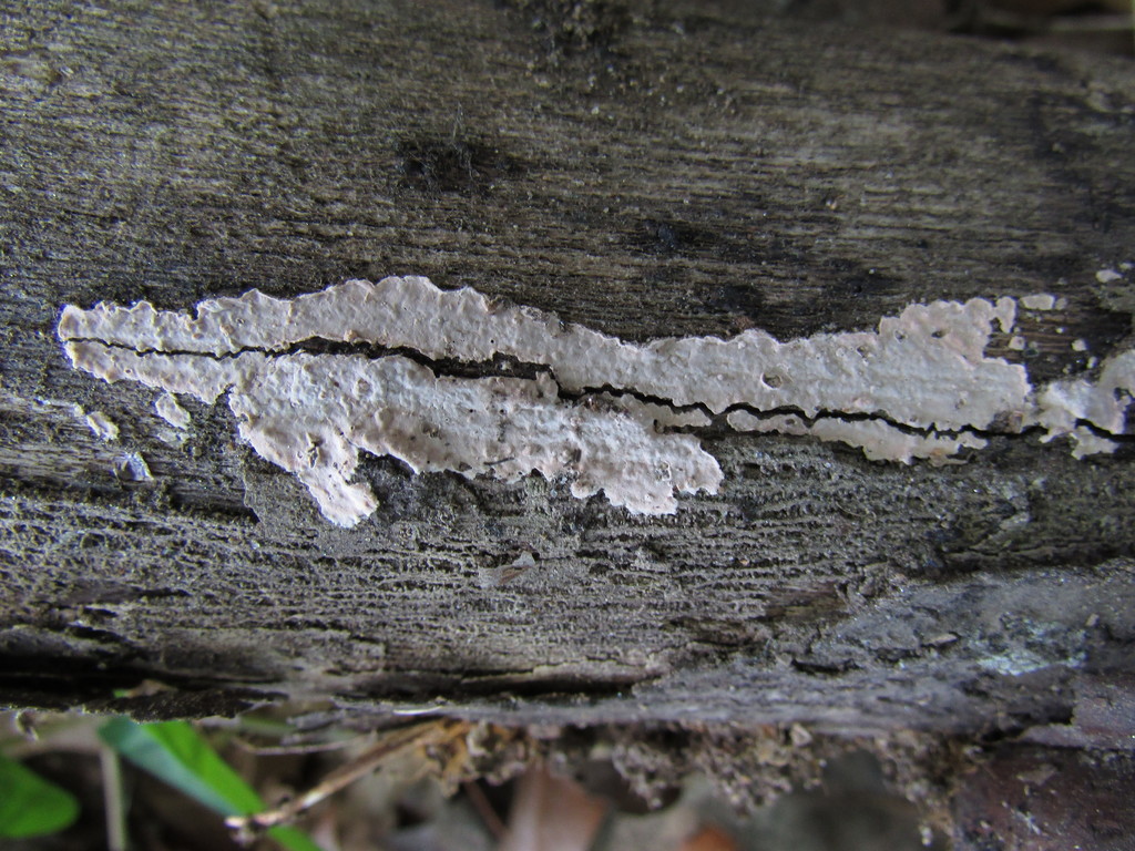 Corticium roseum from Delran, NJ, USA on October 1, 2021 at 12:23 AM by ...
