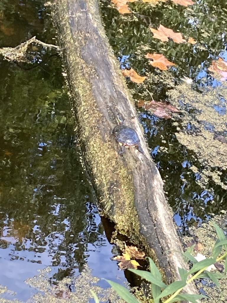 Midland Painted Turtle from Cuyahoga Valley National Park, Hudson, OH ...