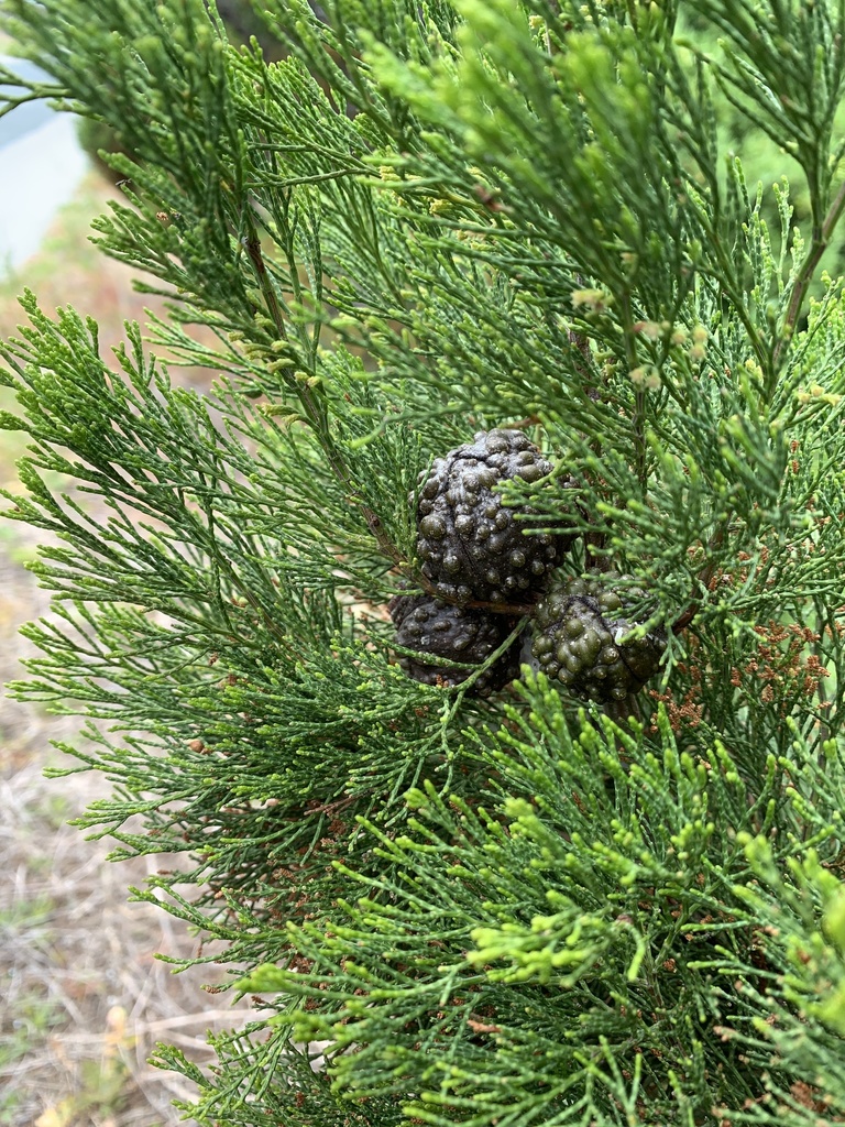 Rottnest Island Pine (Callitris preissii) - Botanical Realm