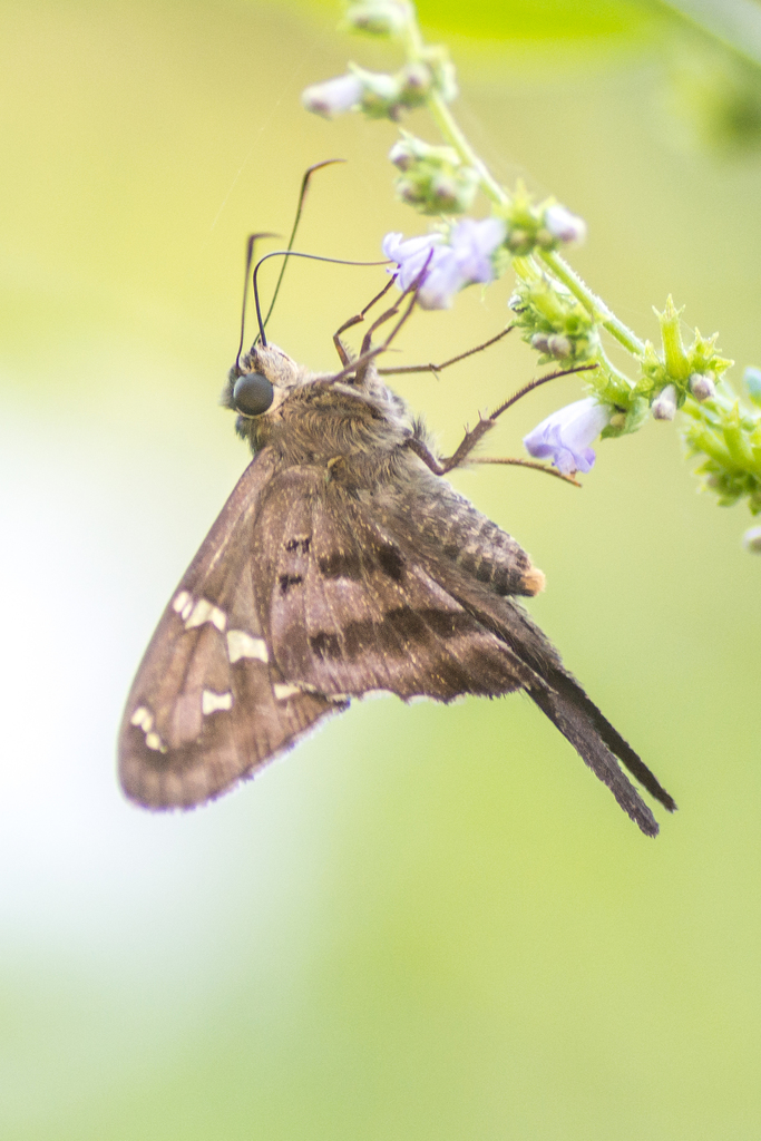Long-tailed Skipper (Butterflies and Skippers of GSMNP) · iNaturalist