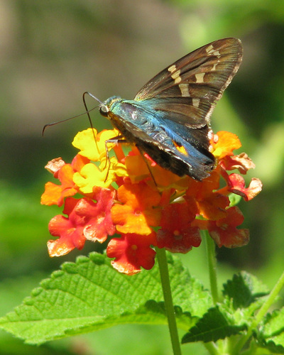 Long-tailed Skipper (Butterflies and Skippers of GSMNP) · iNaturalist