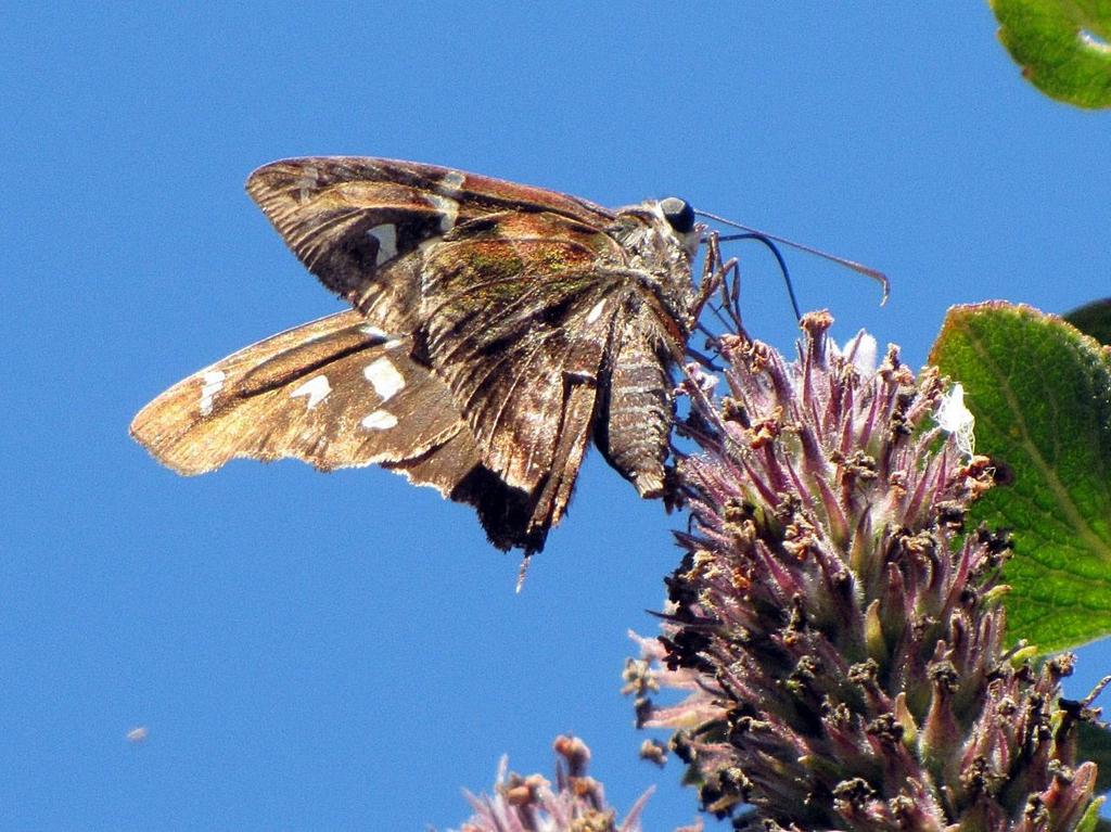 Long-tailed Skipper (Butterflies and Skippers of GSMNP) · iNaturalist