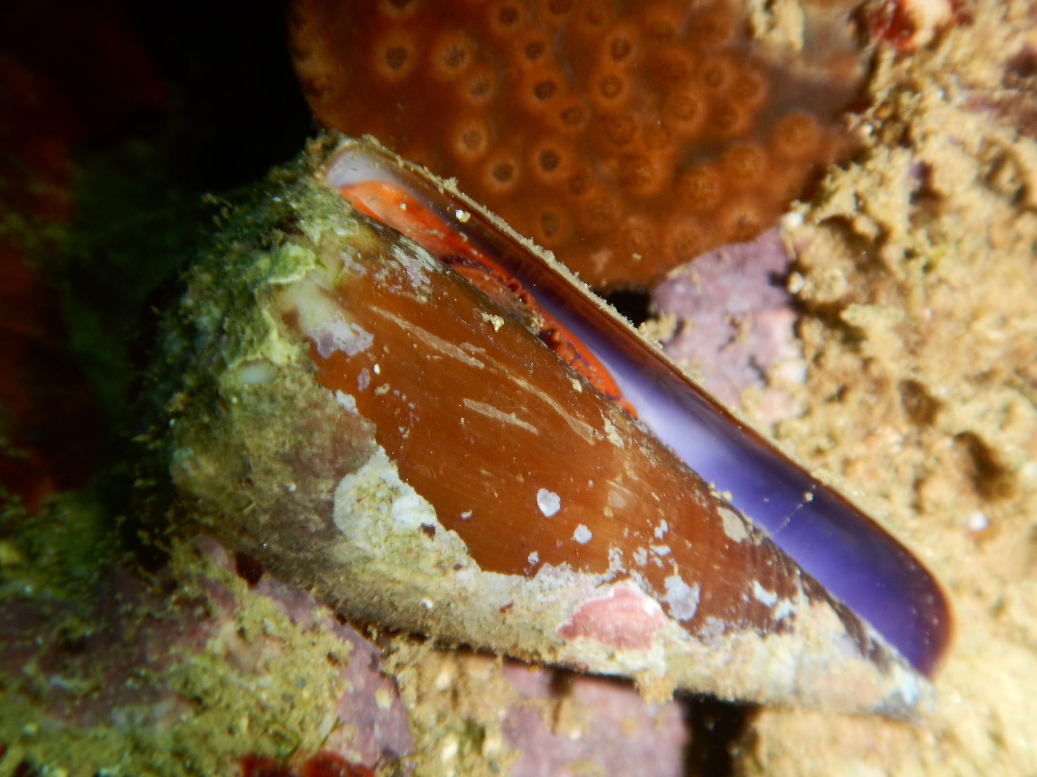 Conus moreleti Crosse, 1858