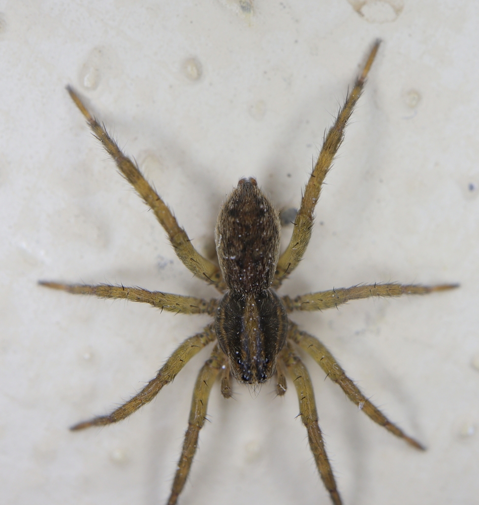 Wolf Spiders from Lake Mills, WI 53551, USA on October 02, 2021 at 10: ...