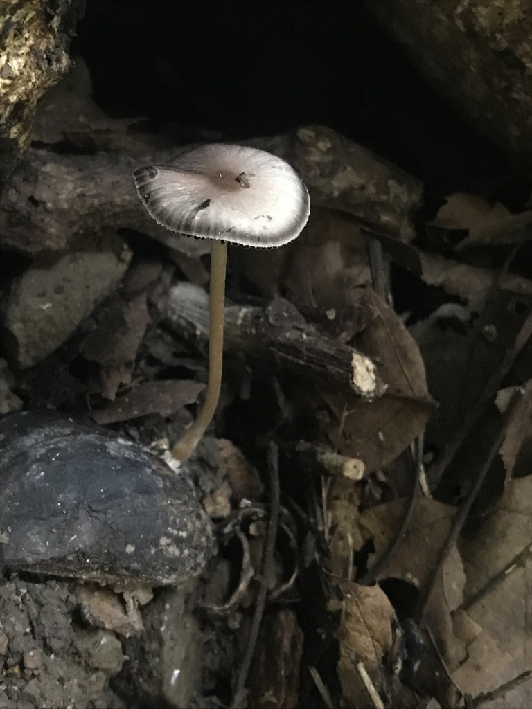 red edge brittlestem from Albert Johnson Rd, Nashville, IN, US on ...