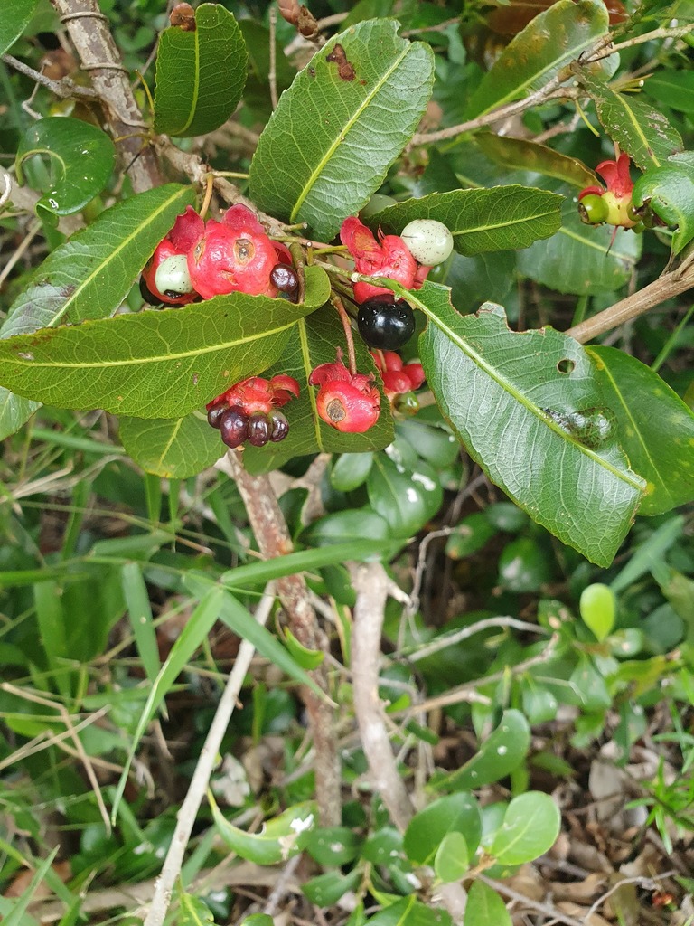 showy plane from North Uthungulu, South Africa on September 29, 2021 at ...