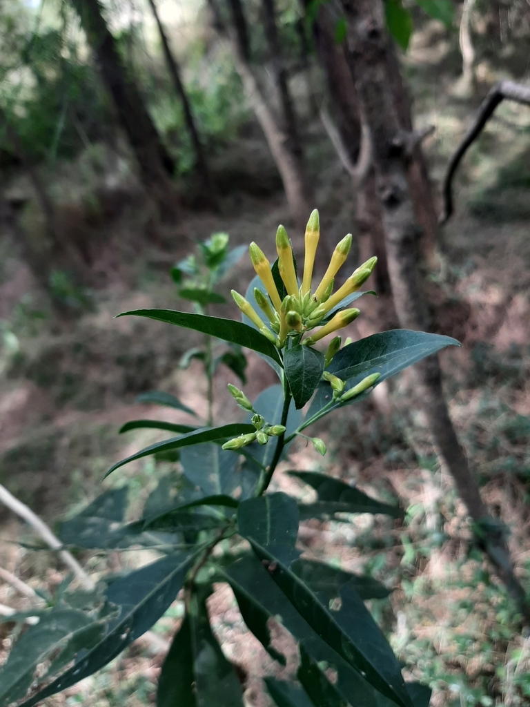 cestrums from Bungarribee NSW 2767, Australia on October 03, 2021 at 02 ...