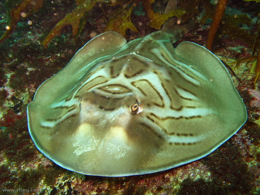 Banjo Ray (Trygonorrhina fasciata) - Marine Life Identification