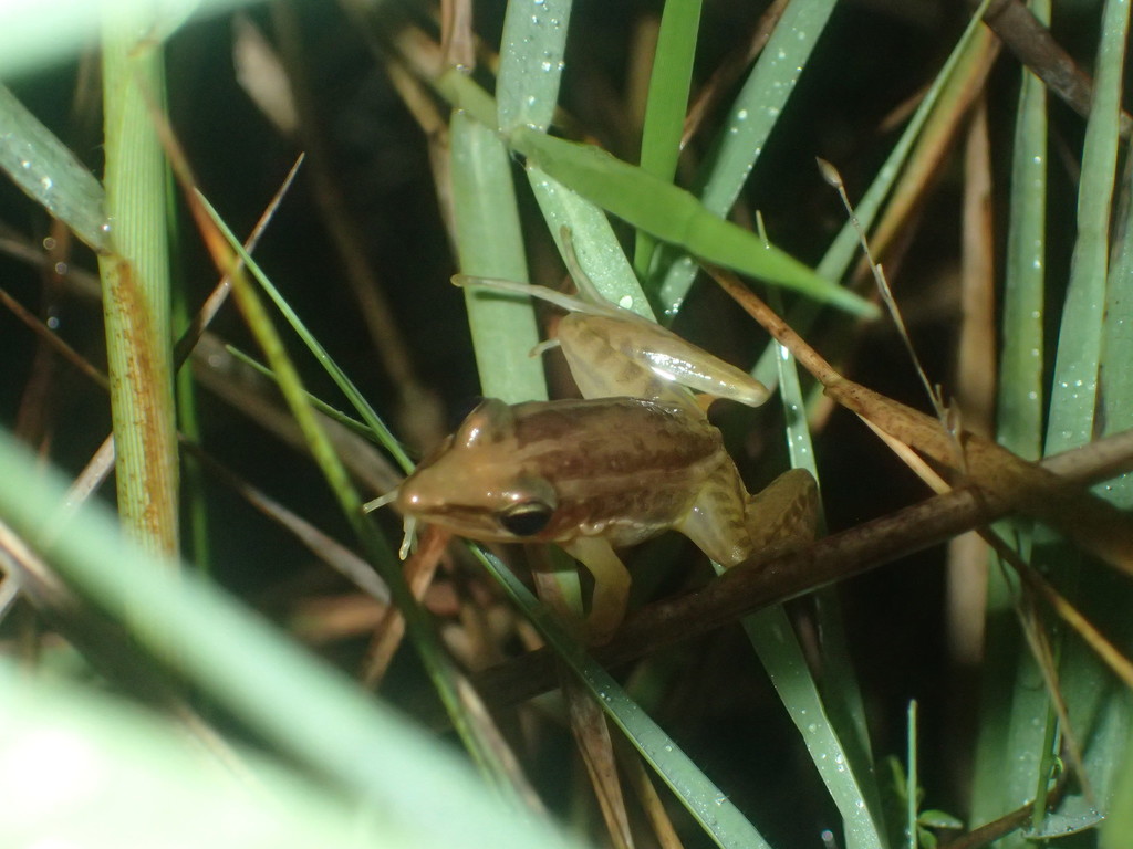 Guangdong Frog from Ko Phra Thong, Khura Buri District, Phang-nga 82150 ...