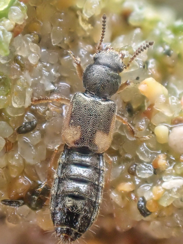 Bledius albonotatus · NaturaLista Colombia