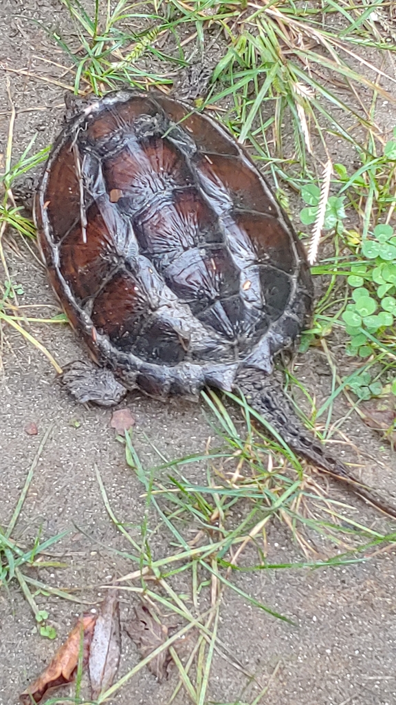 Common Snapping Turtle from Bywood, PA 19082, USA on September 28, 2021 ...