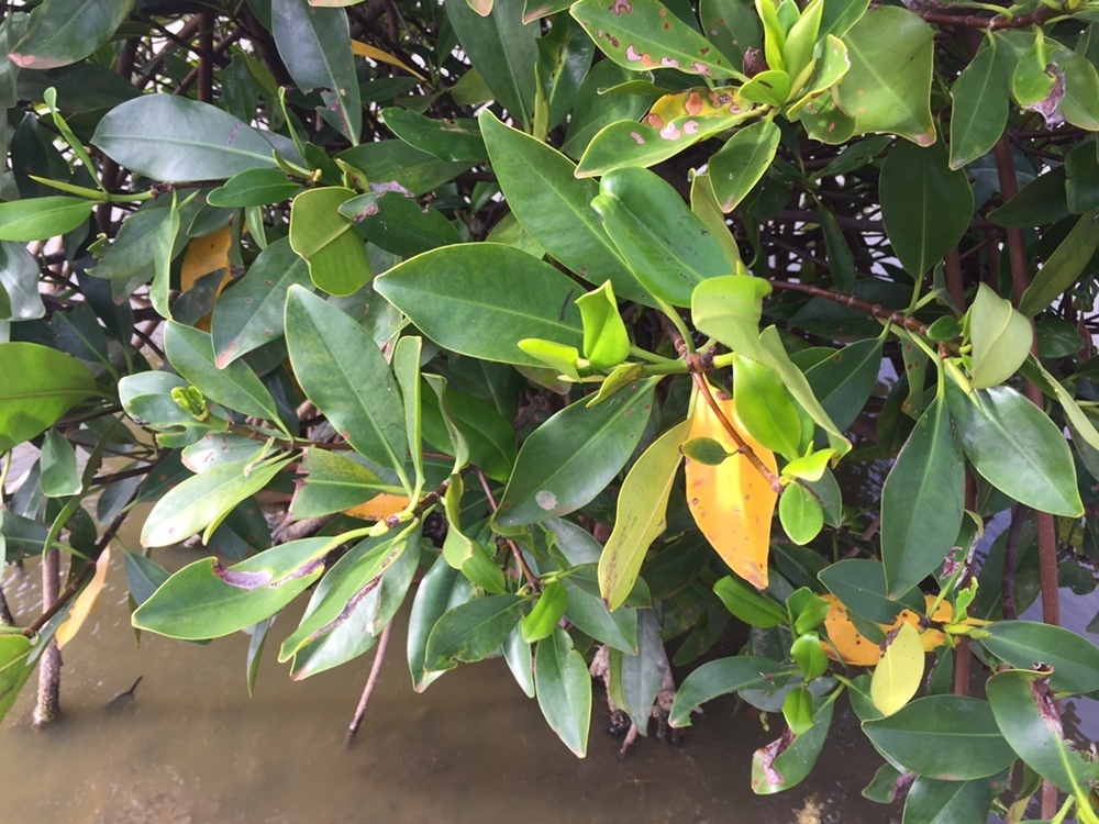 (Rhizophora samoensis) - Botanical Realm