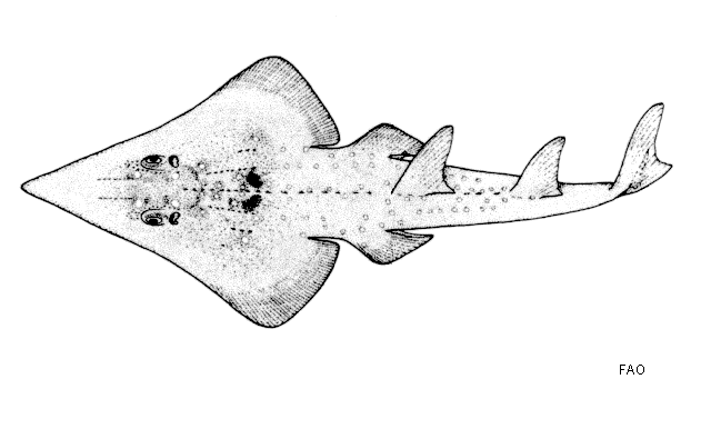 African Wedgefish (Rhynchobatus luebberti) - Marine Life Identification