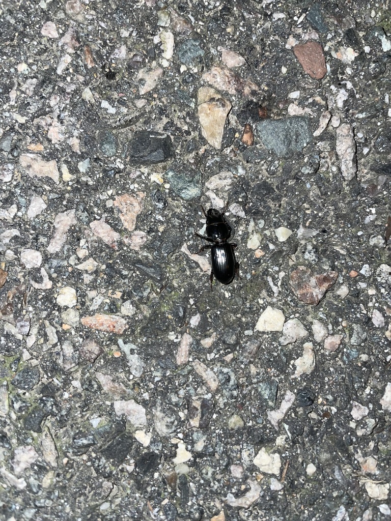 Big-headed Ground Beetle from Harvard University, Cambridge, MA, US on ...