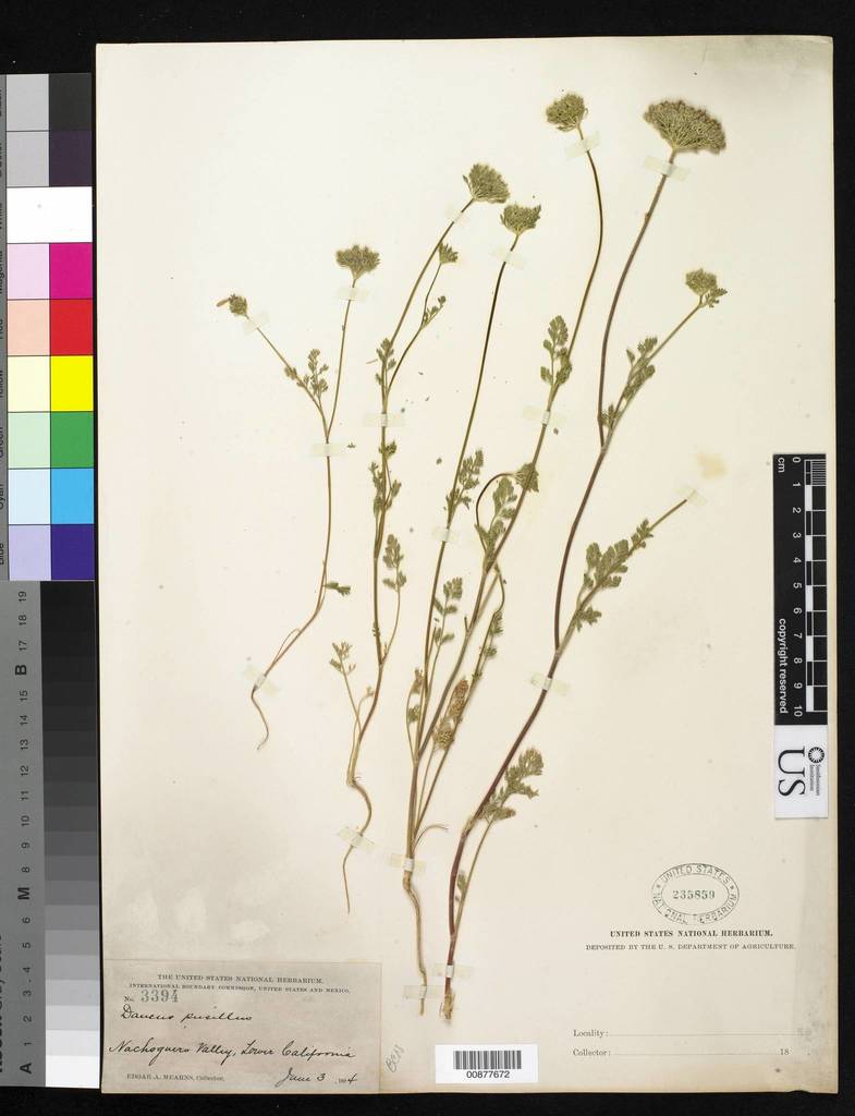 American wild carrot (Nash Prairie Plants List) · iNaturalist