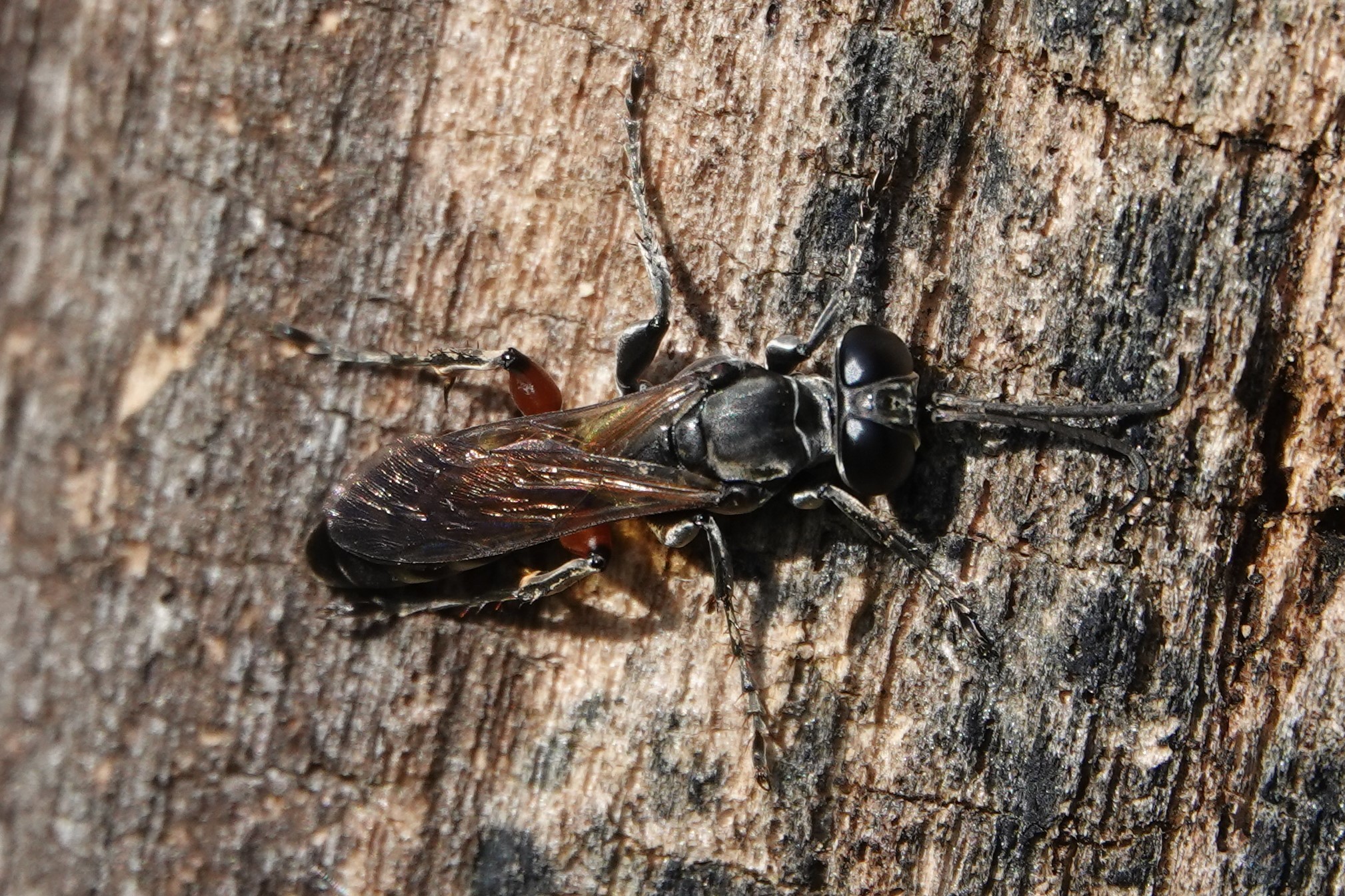 Liris subtessellatus (F.Smith, 1856)