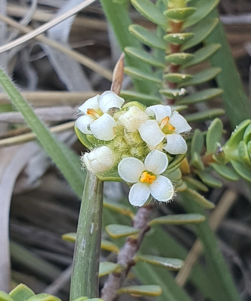 New Zealand Daphne from Karitane 9471, New Zealand on October 1, 2021 at 02:12 PM by Katie ...