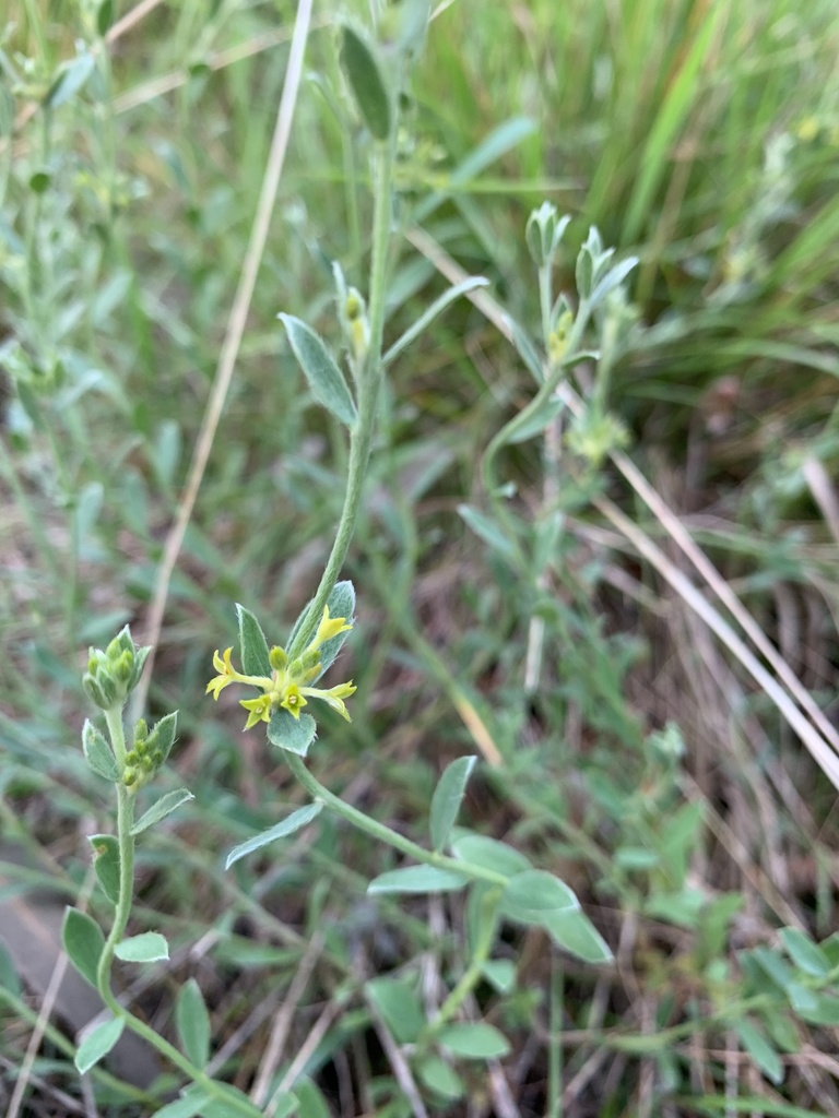 curved rice-flower (Pimelea curviflora) - Botanical Realm