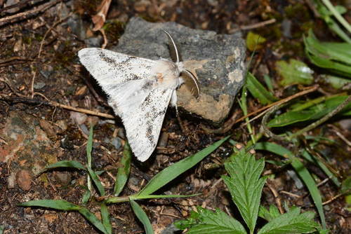 Gynaephora nivalis · iNaturalist