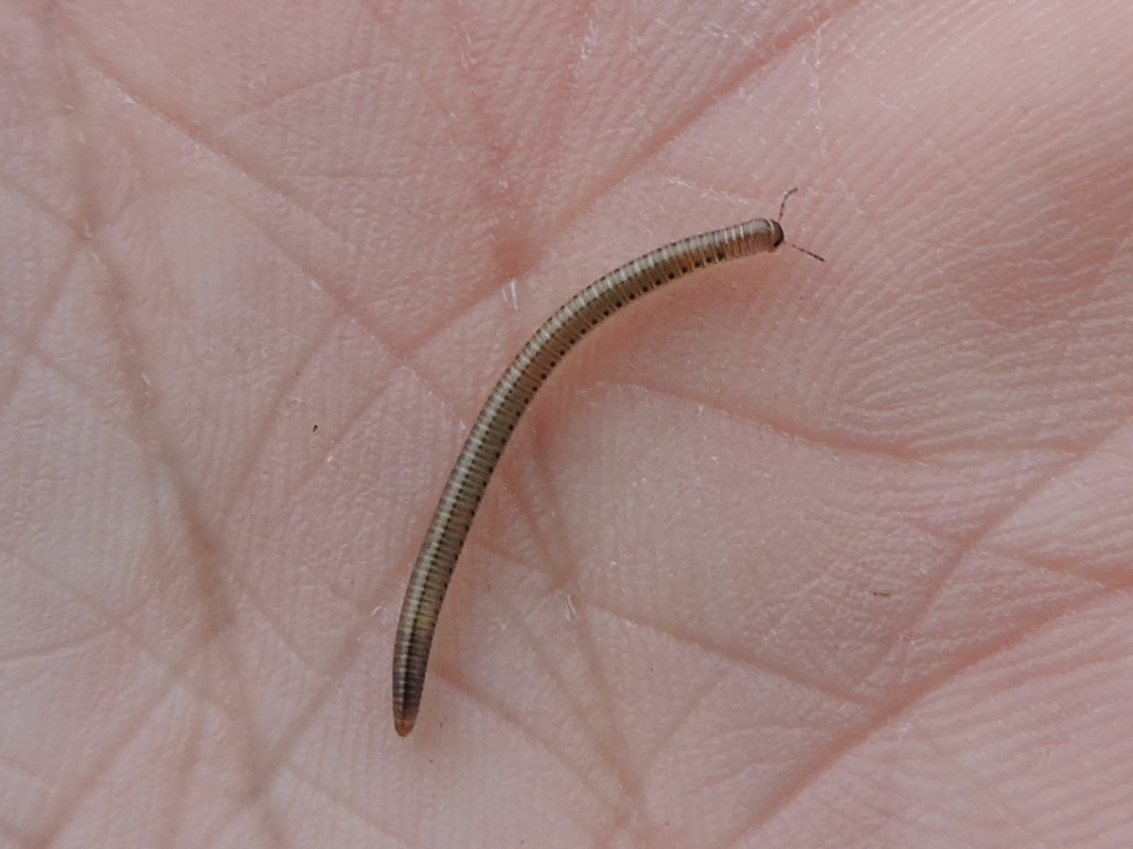 Parajulid Millipedes from Tarrant County, US-TX, US on March 10, 2015 ...