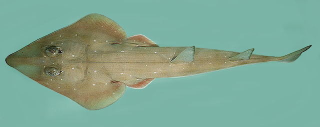 Spotted Guitarfish (Rhinobatos punctifer) - Marine Life Identification