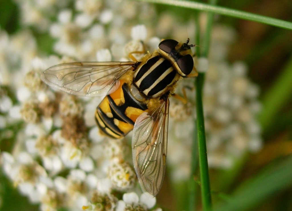 Helophilus (Syrphids of the Washington, DC area) · iNaturalist