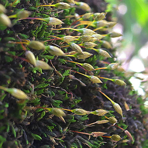 Macrocoma tenue · iNaturalist