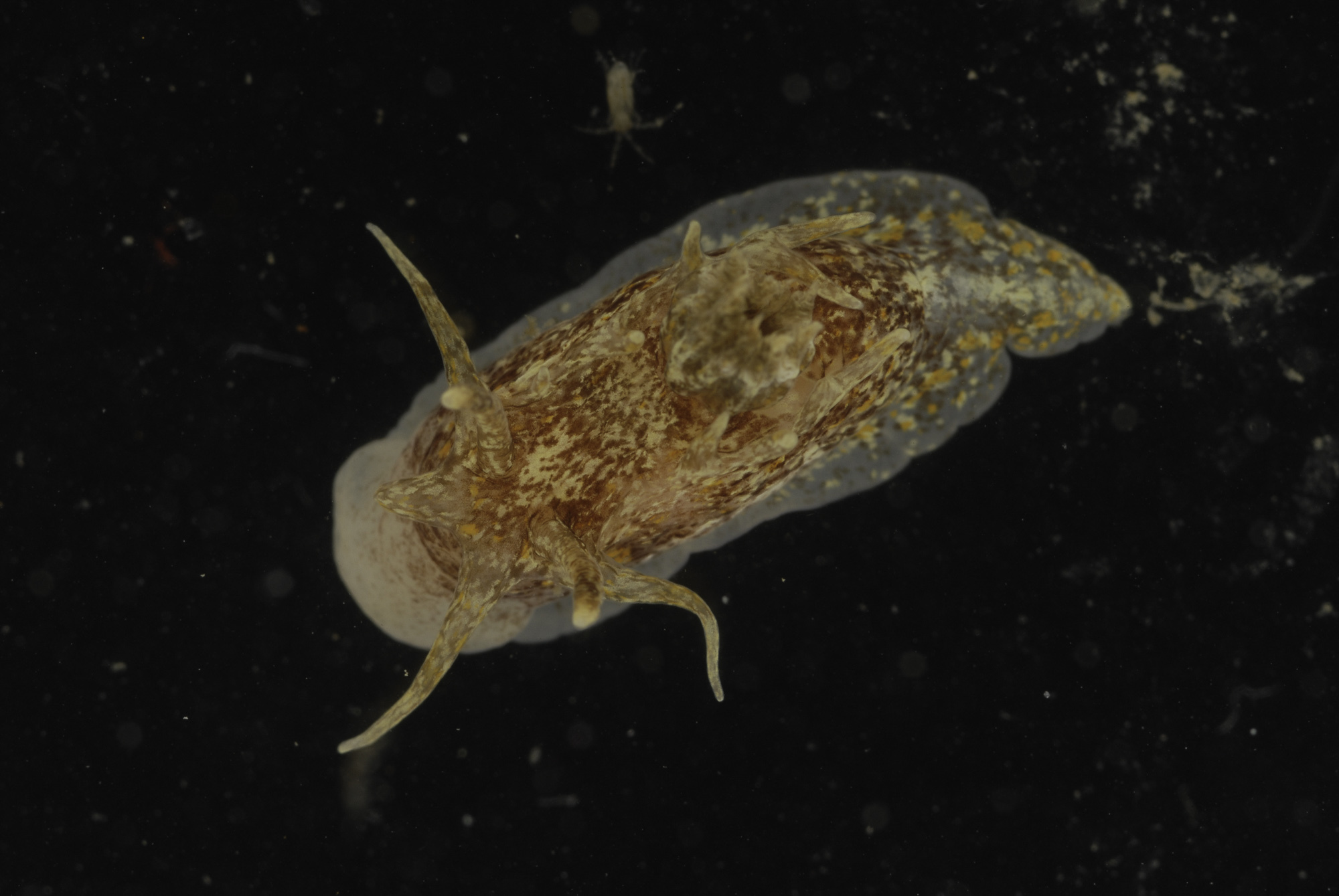 Okenia aspersa (Alder & Hancock, 1845)