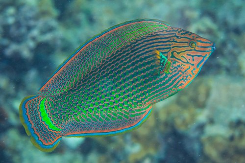 Pacific Dusky Wrasse (Halichoeres annularis) · iNaturalist