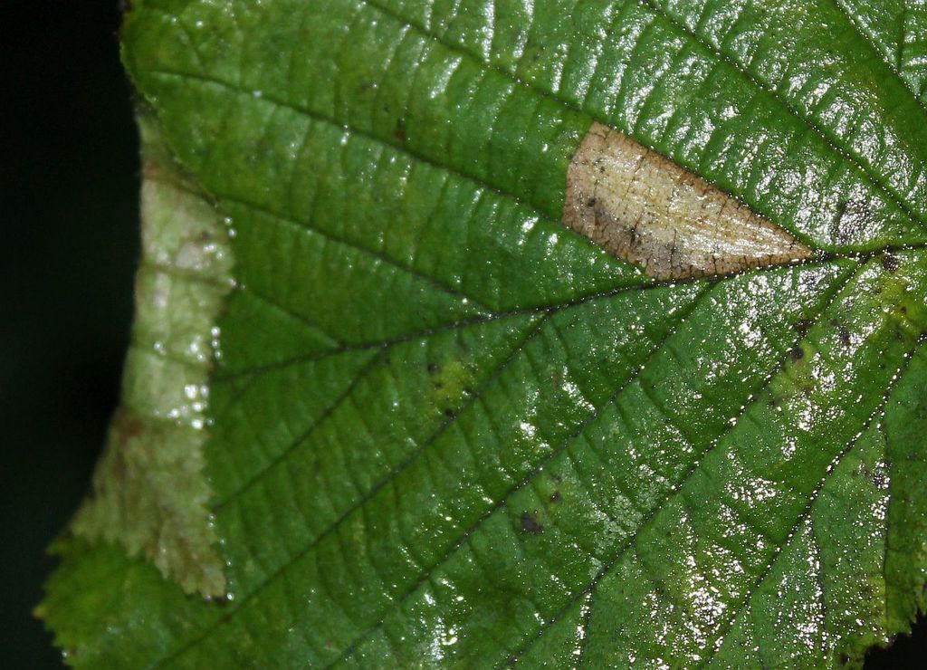Hazel Slender from Saltwells NNR, Dudley, UK on October 3, 2021 at 09: ...