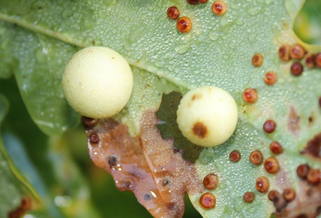 Cherry Gall Wasp from Saltwells NNR, Dudley, UK on October 3, 2021 at ...