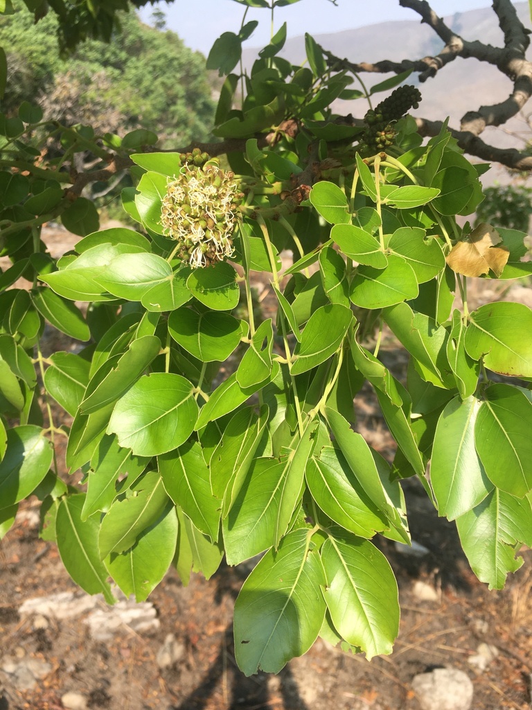 msasa (Brachystegia spiciformis) - Botanical Realm