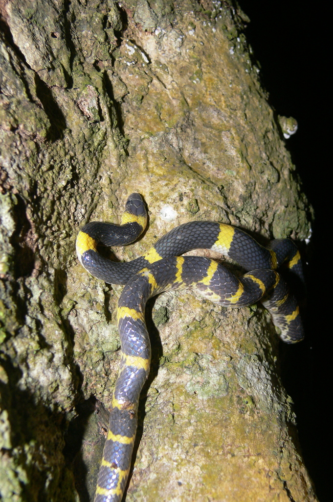 Laotian Wolf Snake from Khlong Lan Phatthana, Khlong Lan District ...