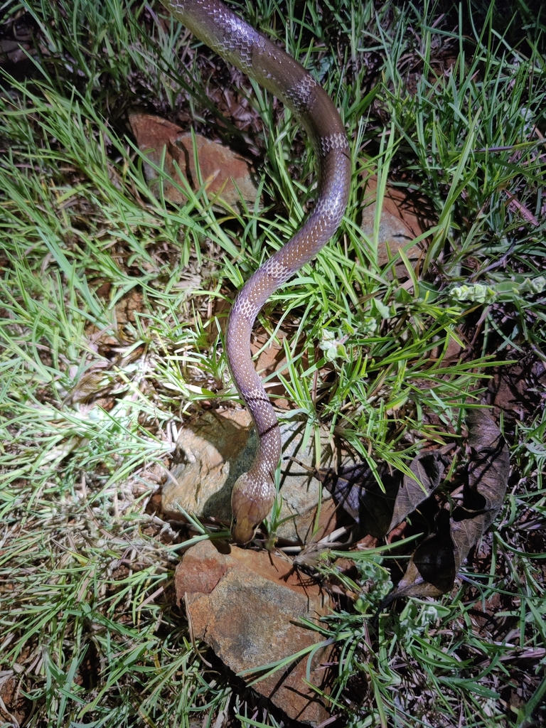 Indian Wolf Snake from Mustikovila, Andhra Pradesh, India on October 3 ...