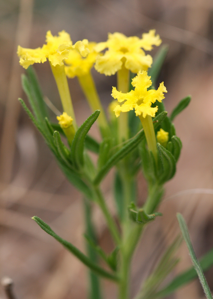 fringed puccoon (Nash Prairie Plants List) · iNaturalist