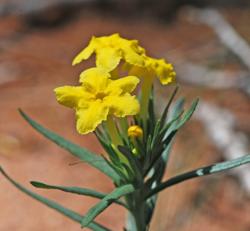 fringed puccoon (Nash Prairie Plants List) · iNaturalist