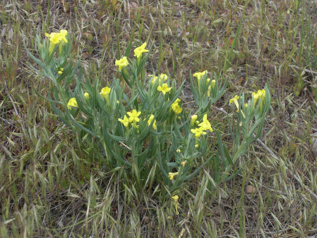 fringed puccoon (Nash Prairie Plants List) · iNaturalist