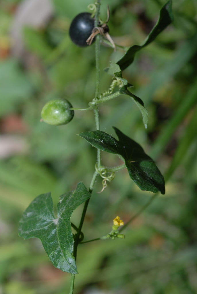 creeping cucumber (Nash Prairie Plants List) · iNaturalist