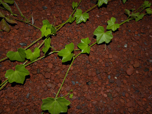 creeping cucumber (Nash Prairie Plants List) · iNaturalist